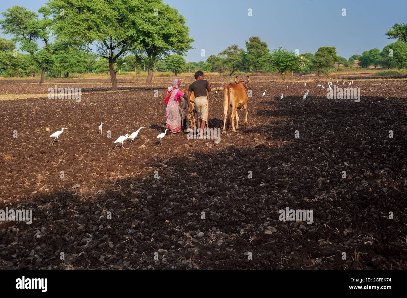 Indian farmer couple plowing wheat fields with a pair of oxen using ...