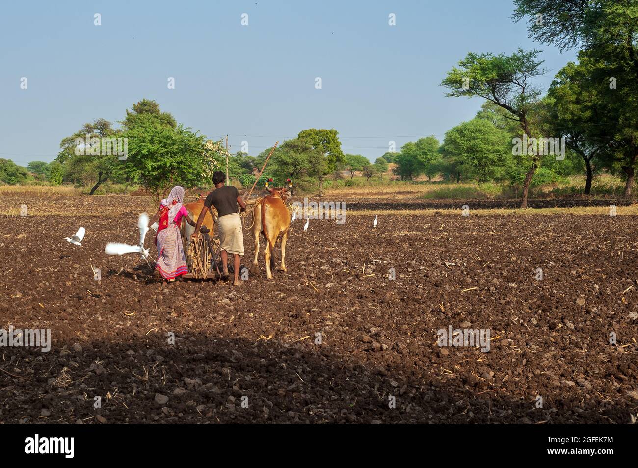 Indian farmer couple plowing wheat fields with a pair of oxen using ...