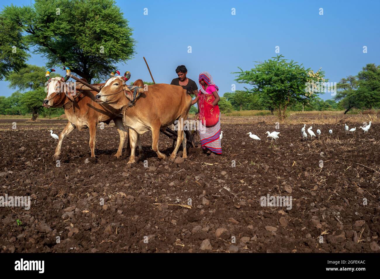 Indian farmer couple plowing wheat fields with a pair of oxen using ...