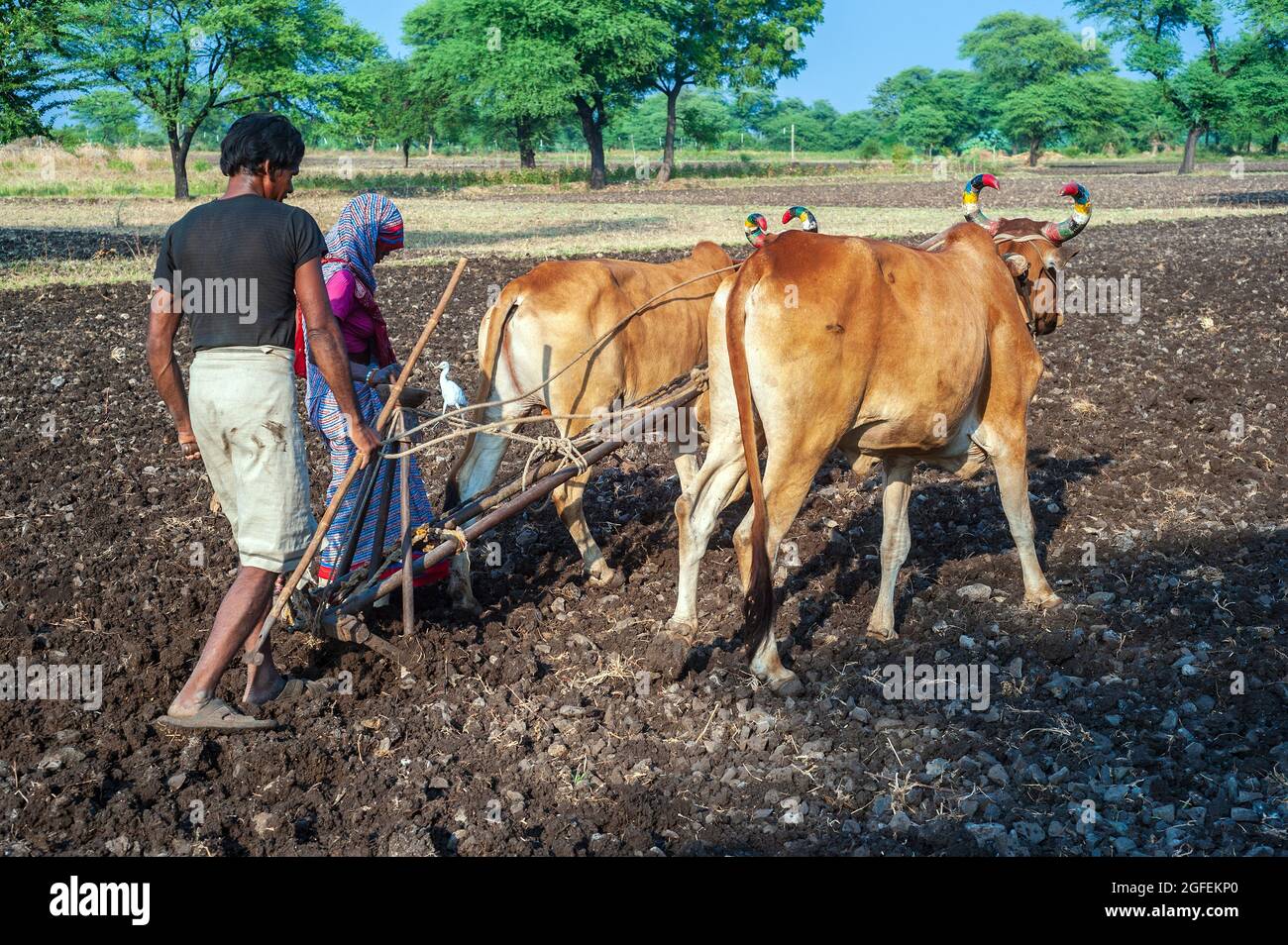 Indian farmer couple plowing wheat fields with a pair of oxen using ...