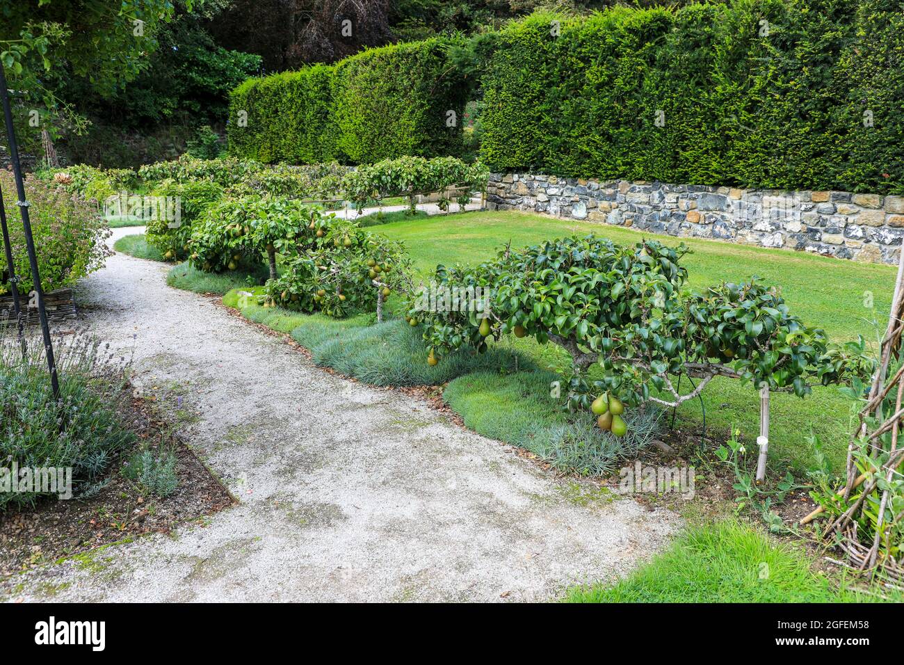 Espalier Pears growing on the Bonython Estate Gardens, Garden, Helston ...