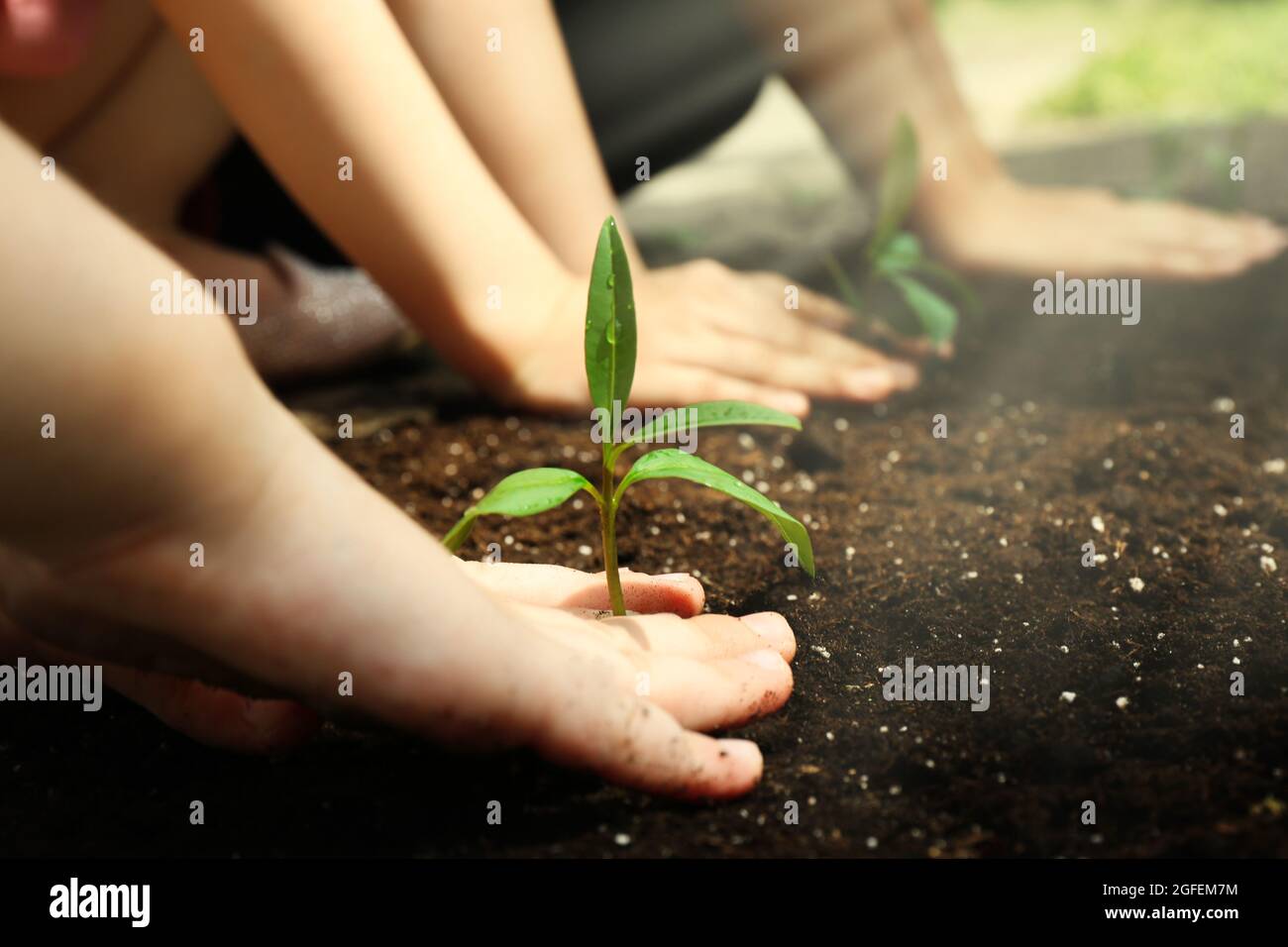 Kids planting seedlings in soil Stock Photo - Alamy