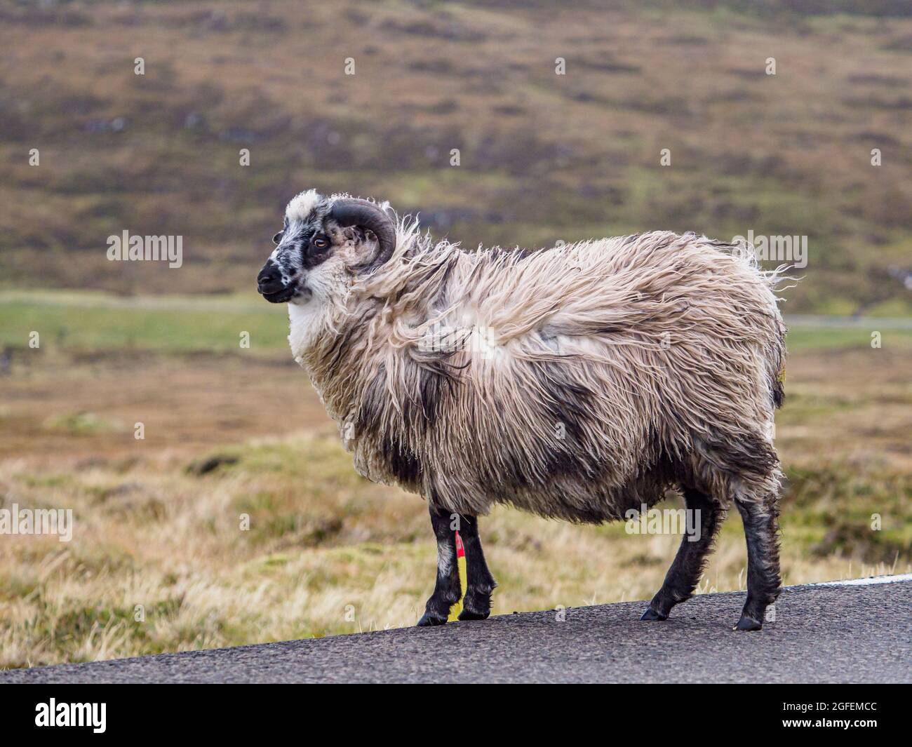 Faroe sheep on on Faroe Islands. It is an autonomous territory within ...