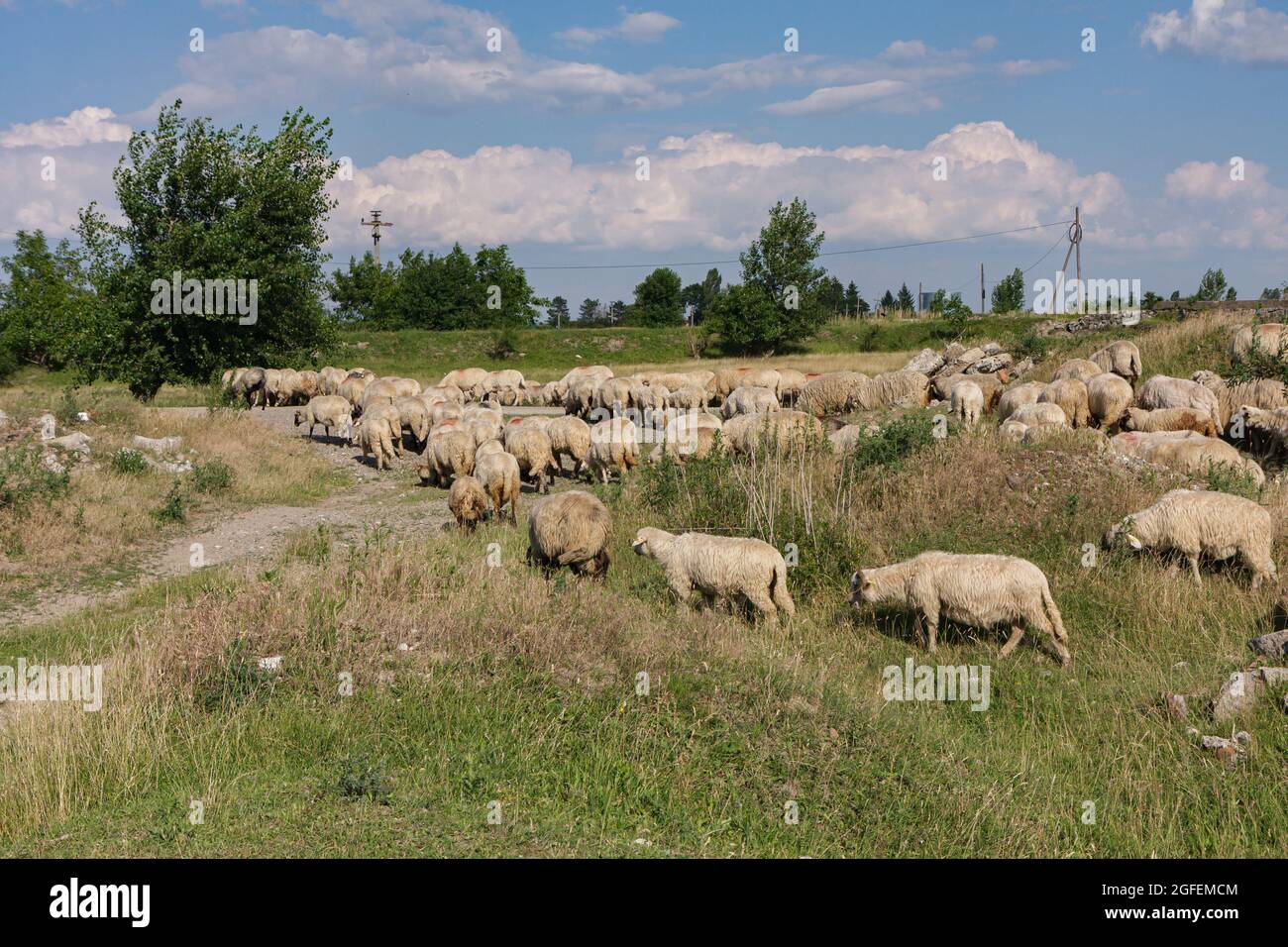 Blockhead animals hi-res stock photography and images - Alamy