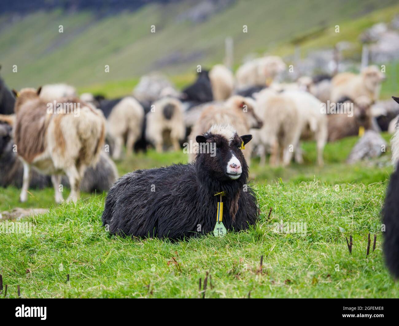 Faroe sheep on on Faroe Islands. It is an autonomous territory within ...