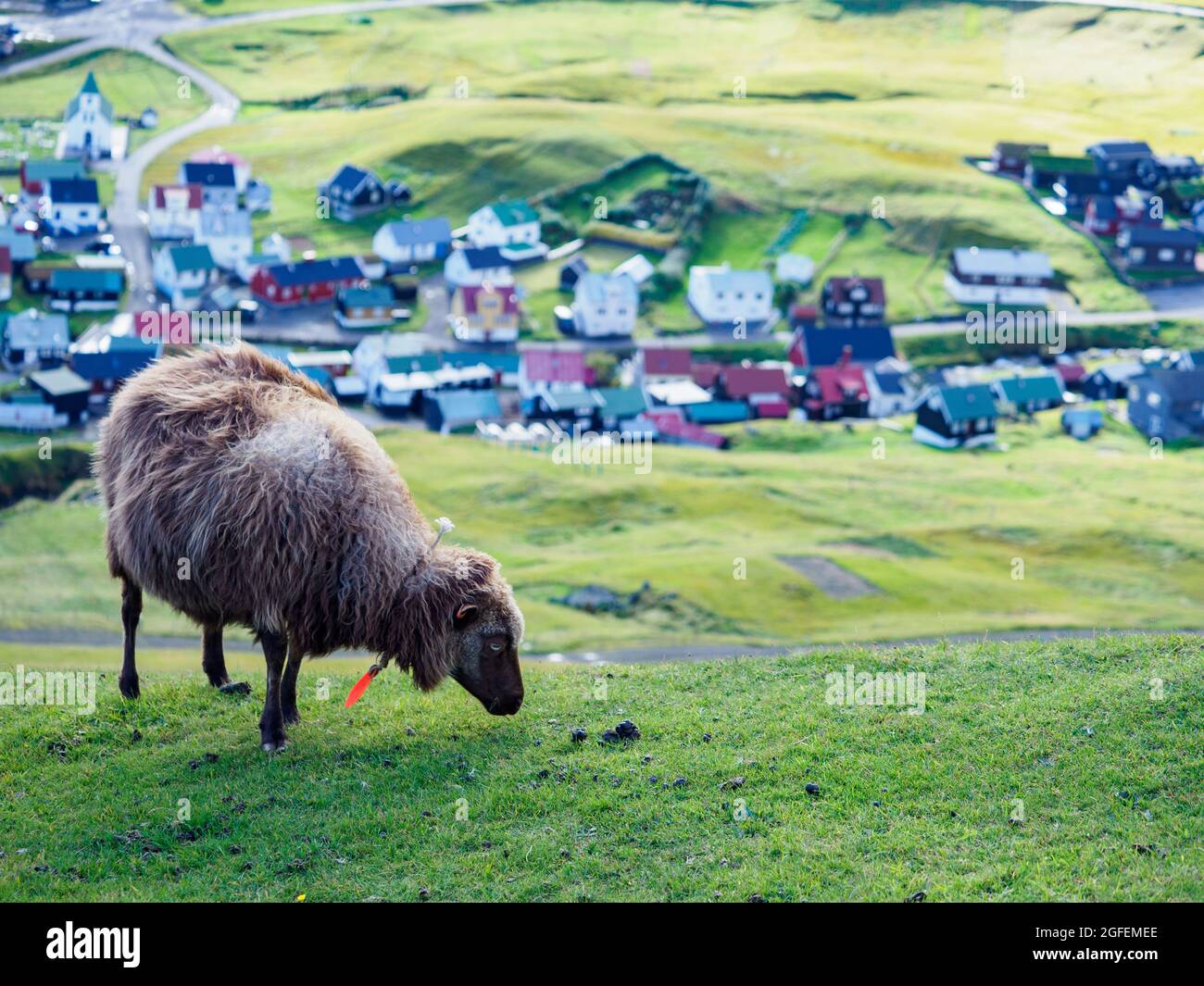 Faroe sheep on on Faroe Islands. It is an autonomous territory within ...