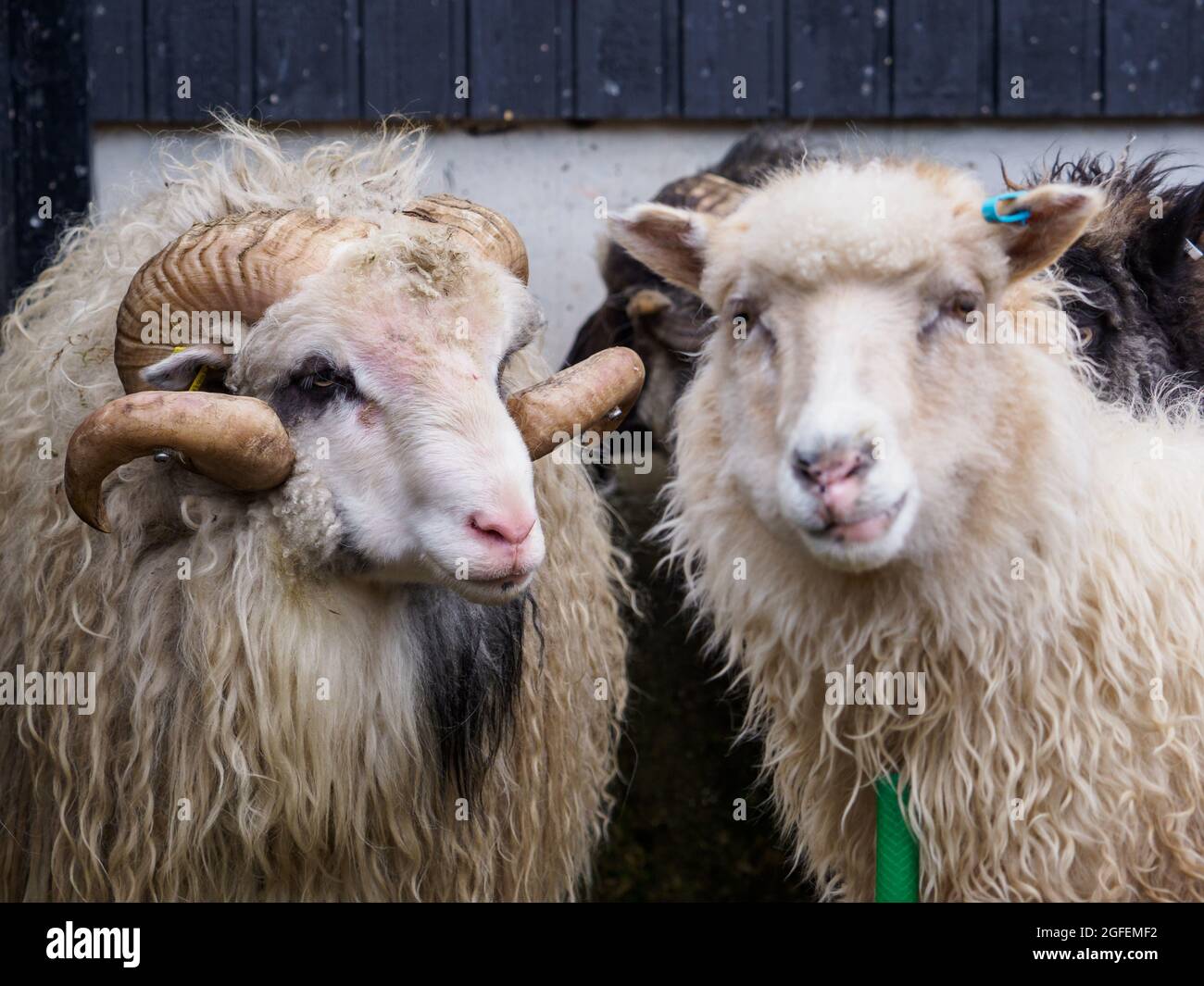 Faroe sheep on on Faroe Islands. It is an autonomous territory within ...