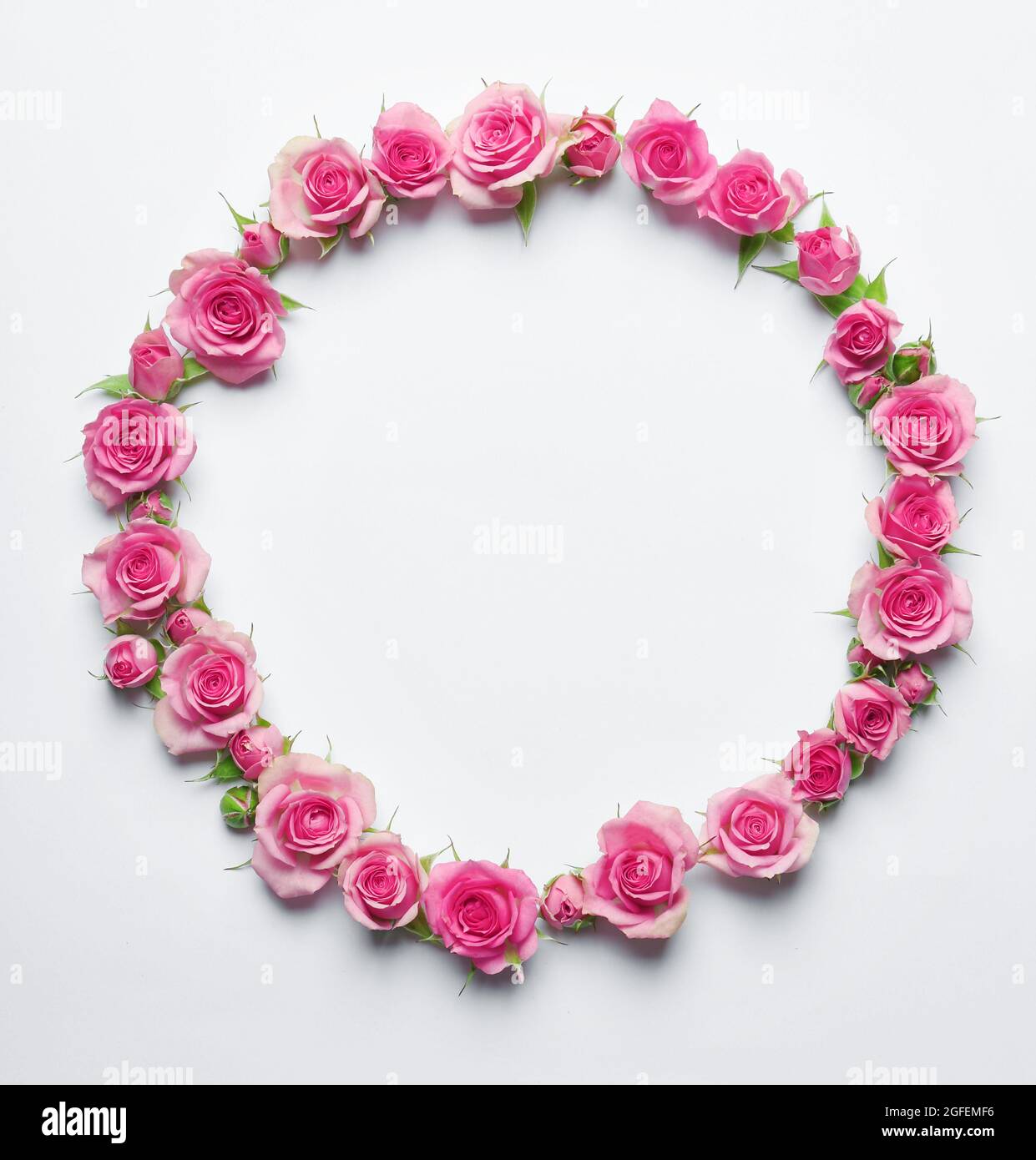 Assorted roses heads on white background Stock Photo - Alamy