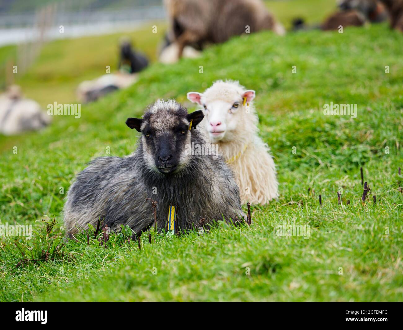 Faroe sheep on on Faroe Islands. It is an autonomous territory within ...