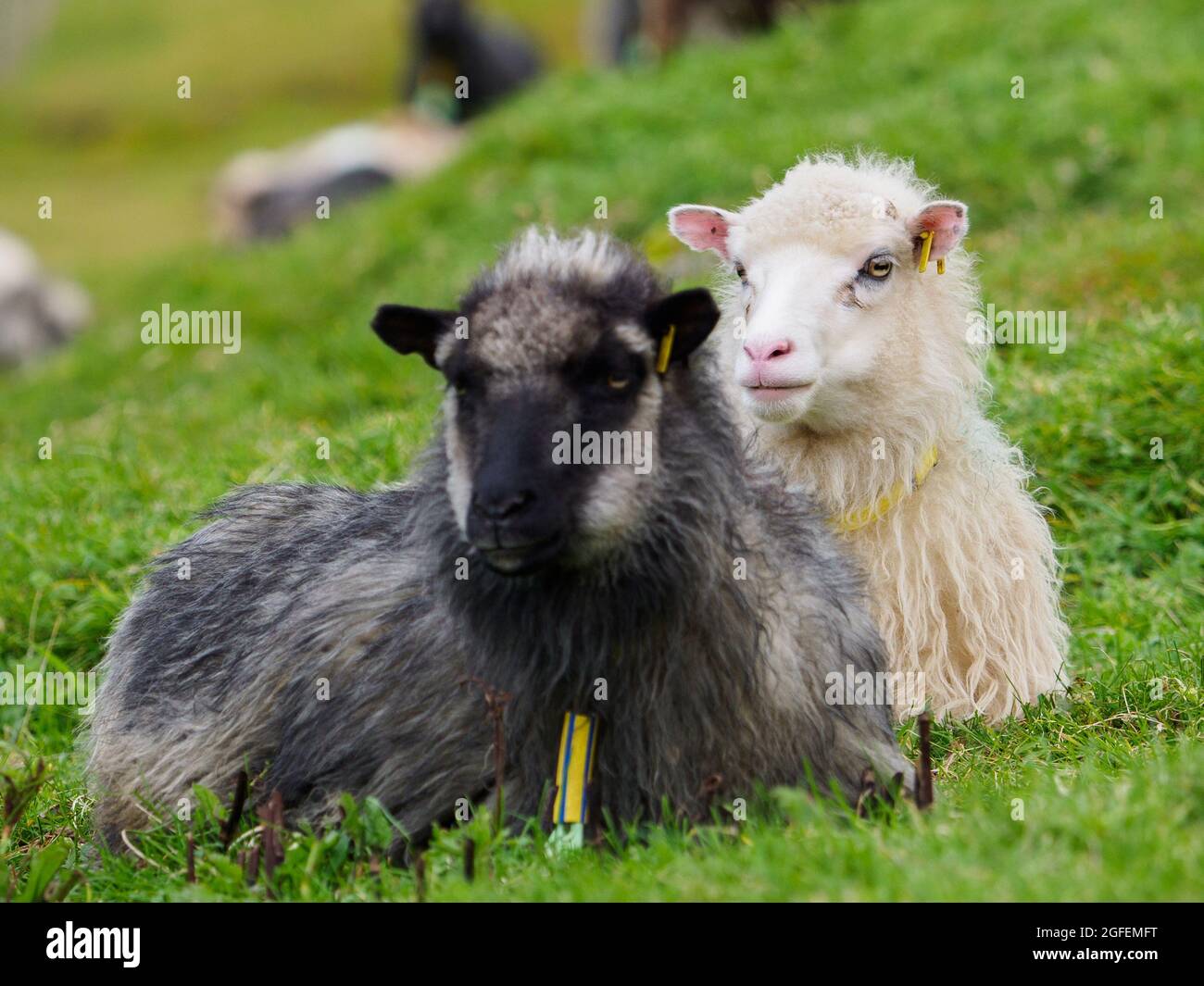 Faroe sheep on on Faroe Islands. It is an autonomous territory within ...