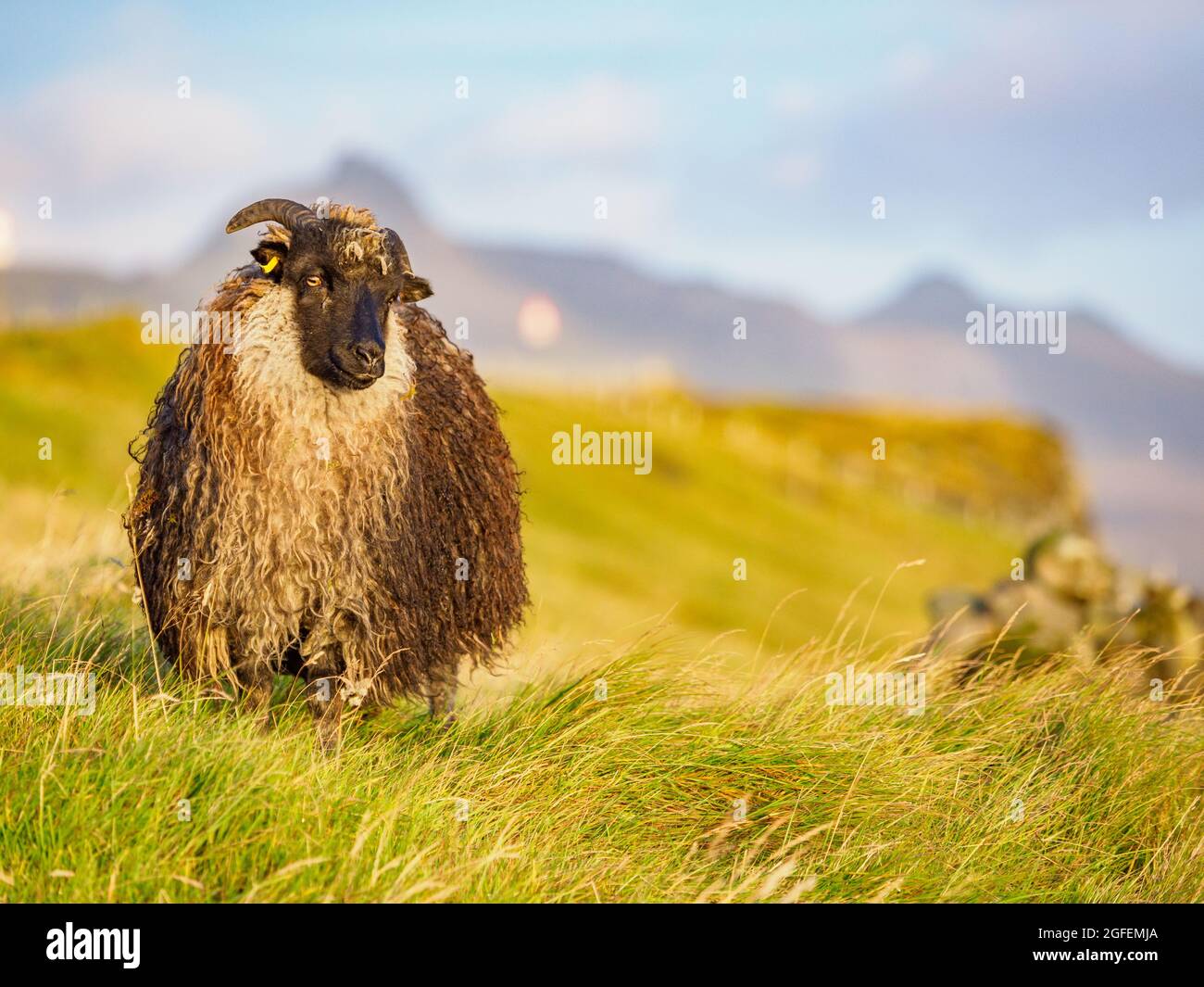 Faroe sheep on on Faroe Islands. It is an autonomous territory within ...
