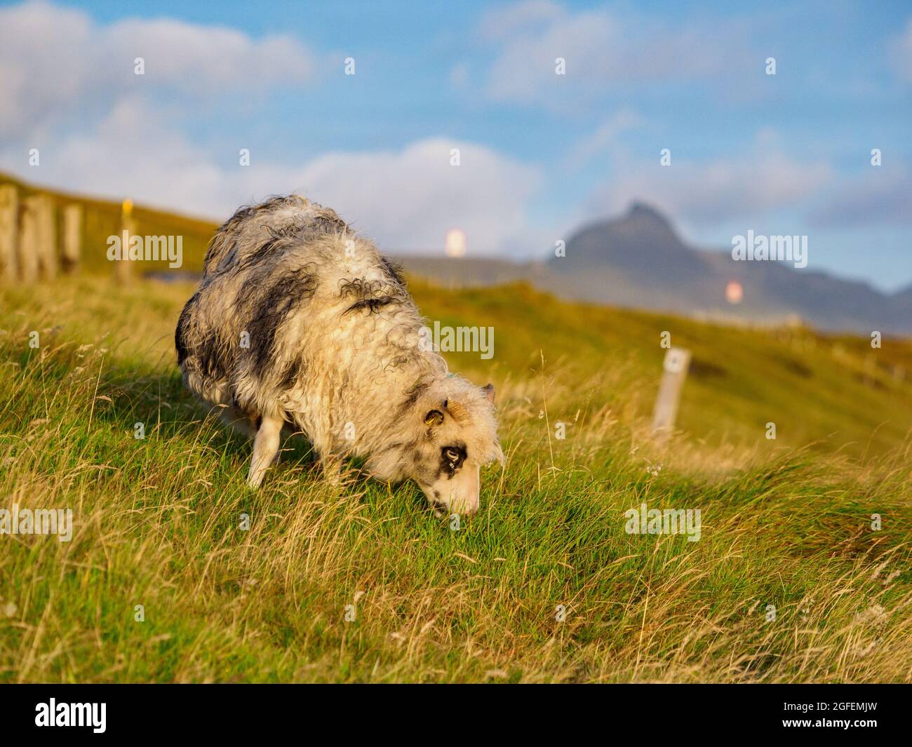 Faroe sheep on on Faroe Islands. It is an autonomous territory within ...