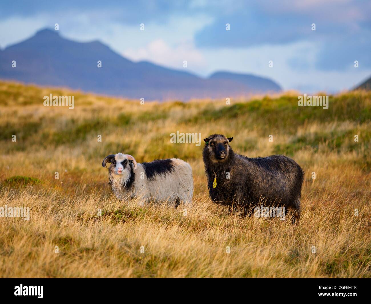 Faroe sheep on on Faroe Islands. It is an autonomous territory within ...