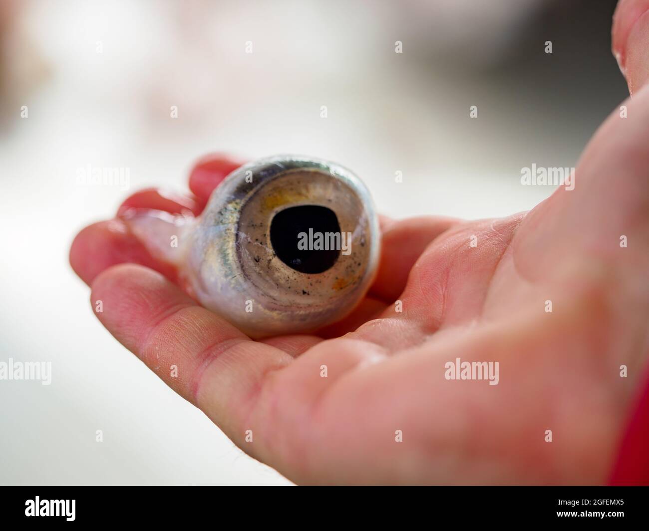 Fish eye in the palm of your hand. Faroe Island Stock Photo - Alamy