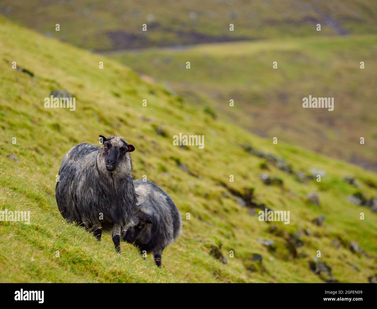 Faroe sheep on on Faroe Islands. It is an autonomous territory within ...