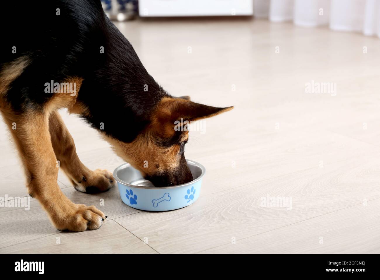 Cute dog shepherd eating food Stock Photo - Alamy