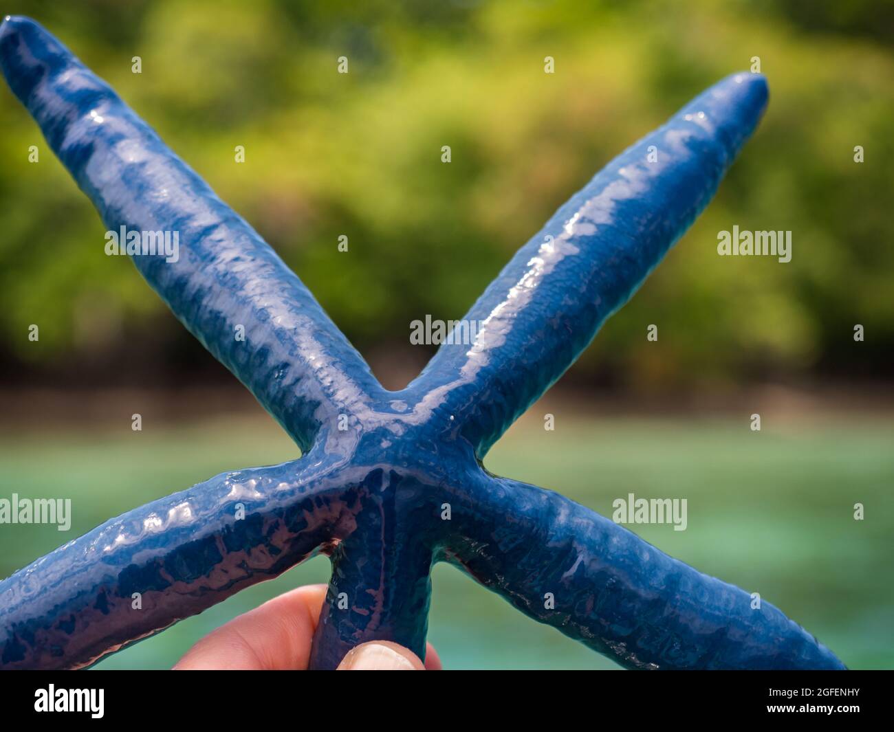 A blue starfish from the Banda Sea held against a green jungle wall ...