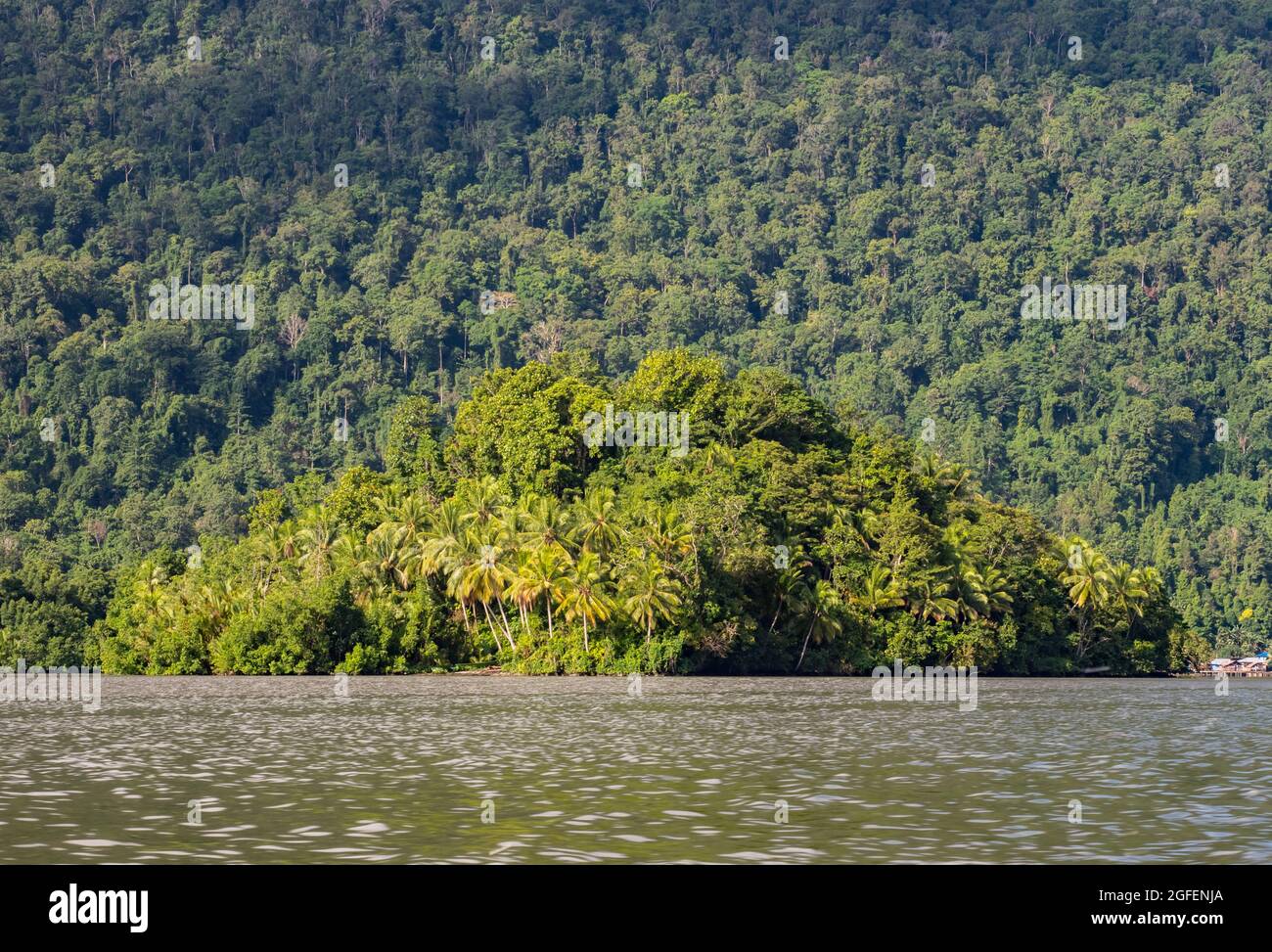 Rain forest. Arguni Bay. Bird's Head Peninsula, West Papua, Indonesia ...