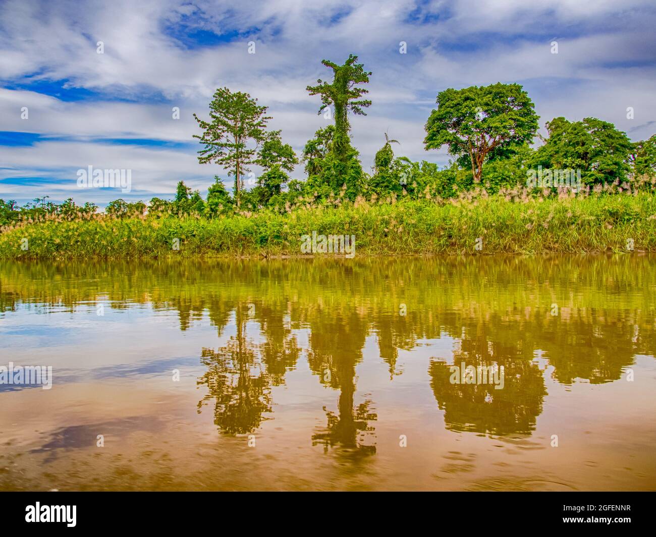 View of the Jungle on the bank of Brazza River, West Papua, Indonesia ...