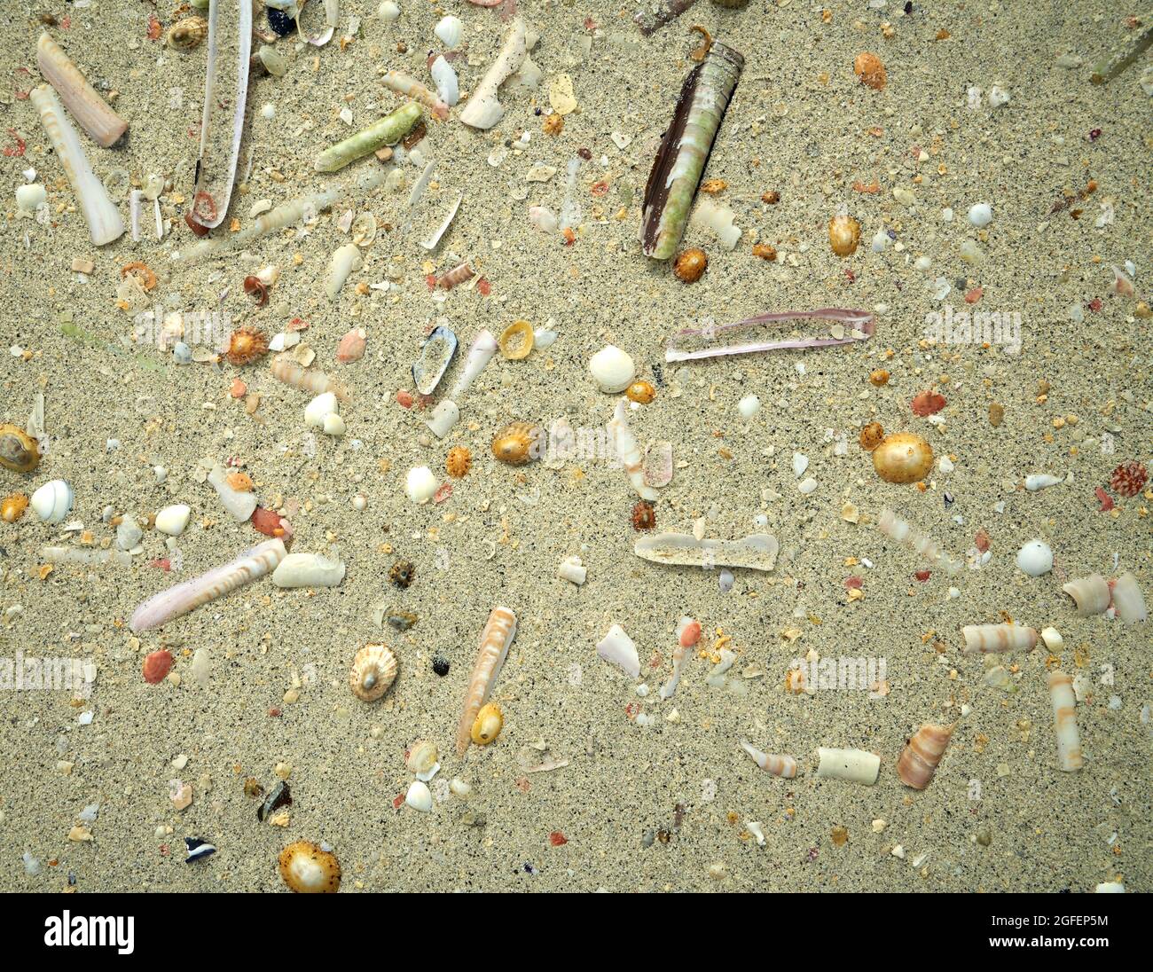 The shell beach at Reef in the Isle of Lewis with the tide line strewn ...