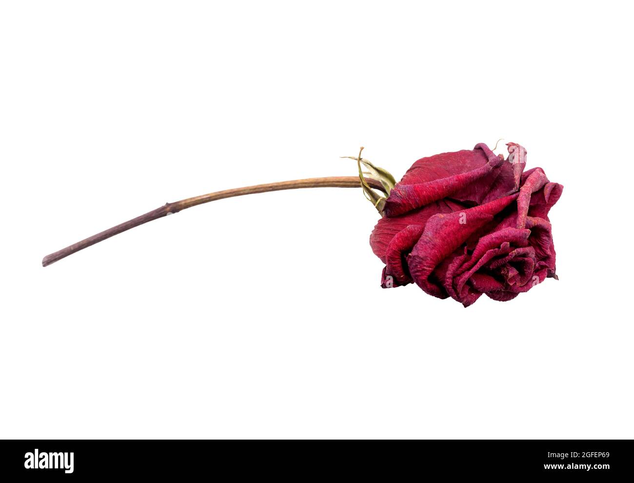 red dry rose isolated on white background Stock Photo - Alamy