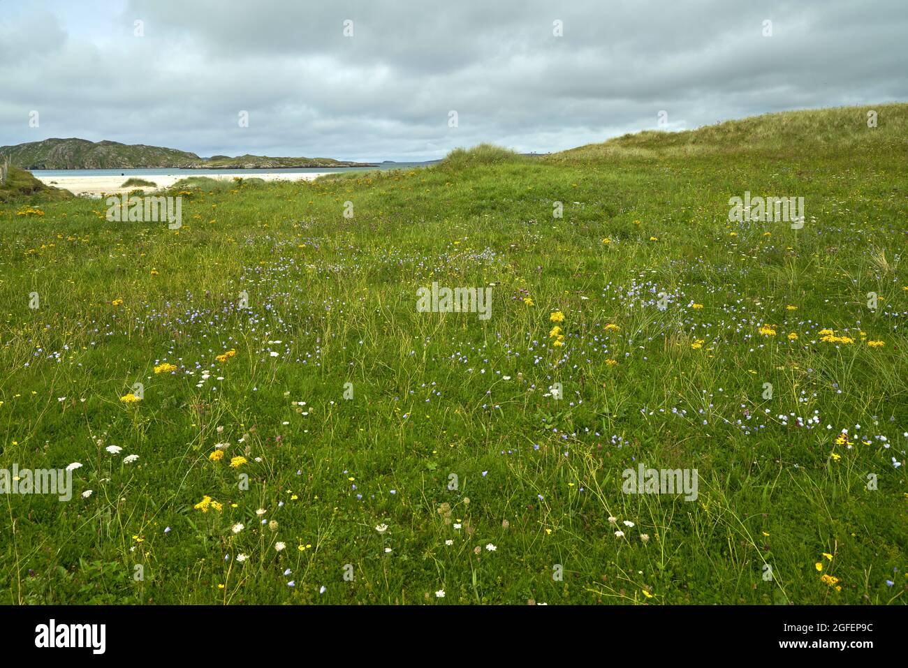 Beautiful wildflowers on the machair by Reef Beach (Traigh na Beirigh ...