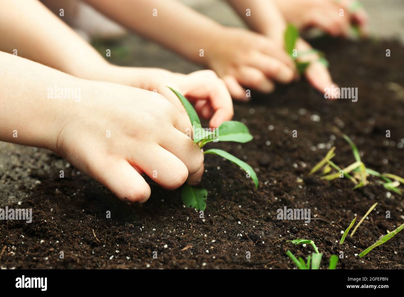 Kids planting seedlings in soil Stock Photo - Alamy