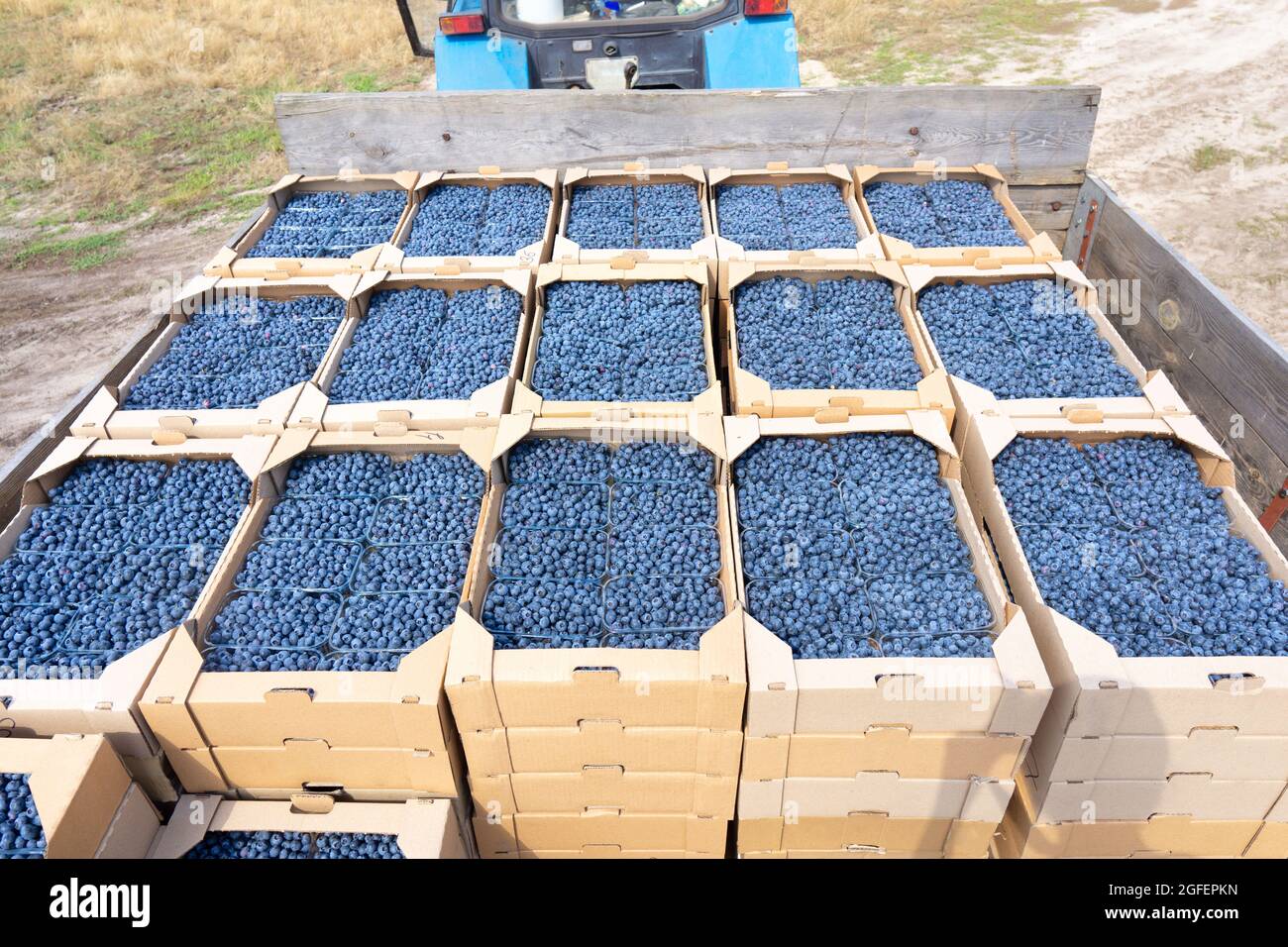 Top view of shipping boxes with blueberries stacked in a tractor ...