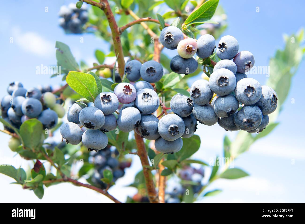 Blueberry bush with the clusters of berries at various ripening stages ...