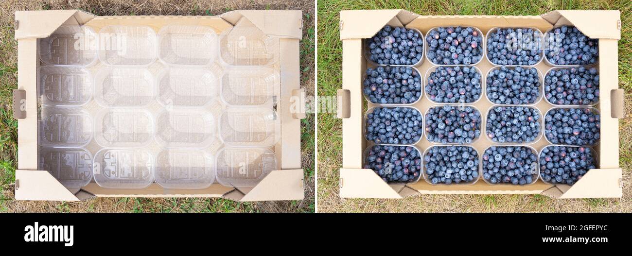 Empty and full self-assembly cardboard boxes used for blueberries ...