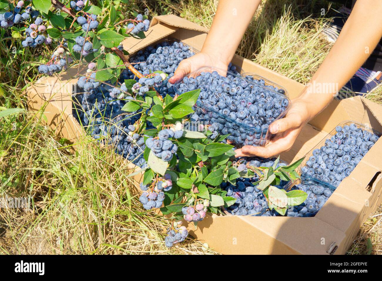 Female worker placing a plastic container full of freshly picked ...