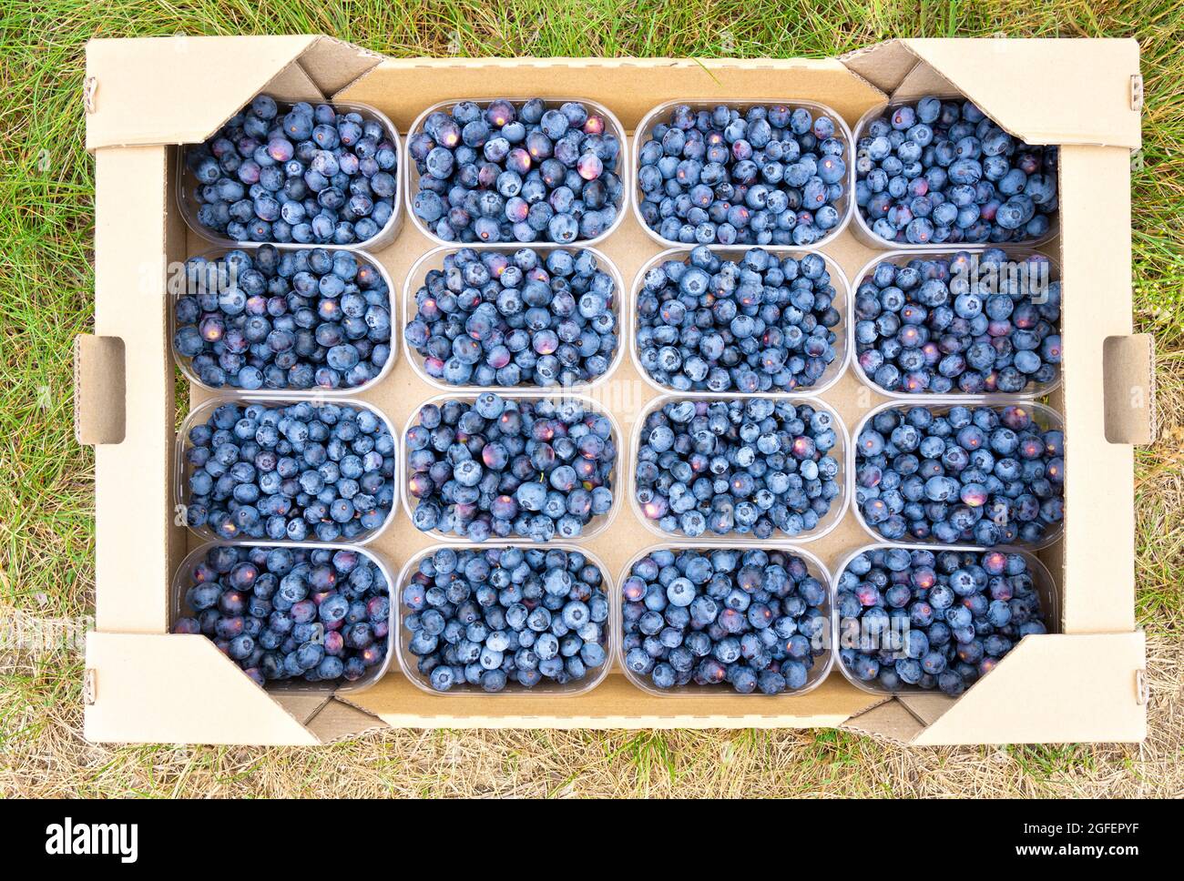 Self-assembly shipping box full of plastic containers with freshly ...