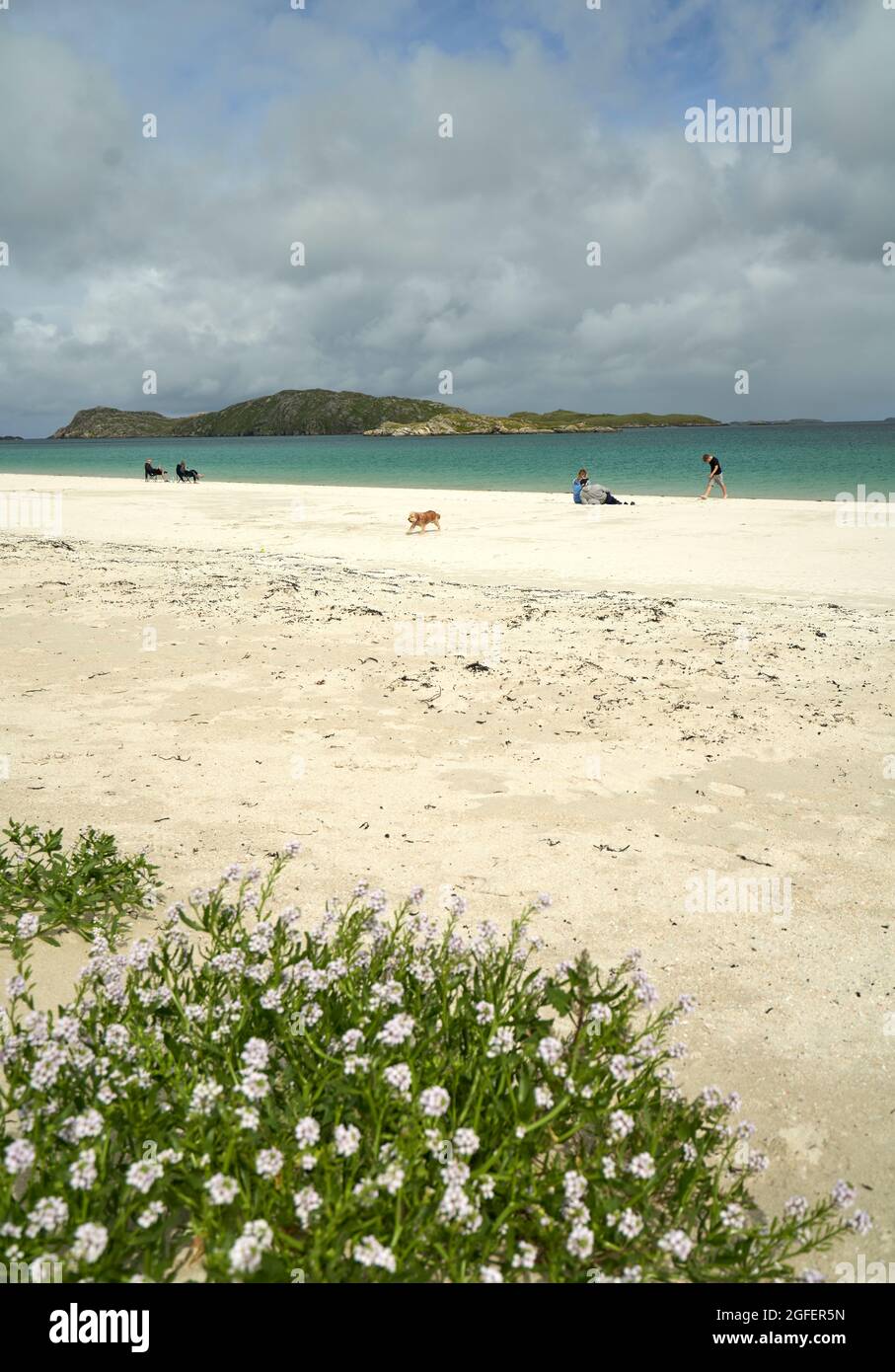 The beach at Reef in the Isle of Lewis with sea rocket in the ...