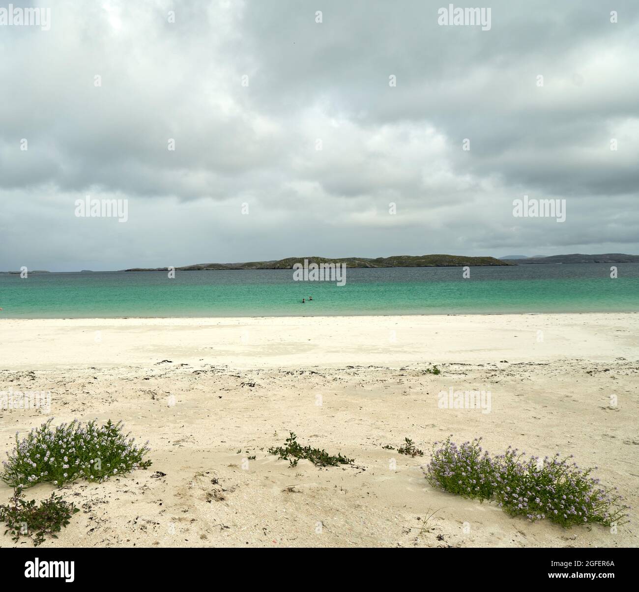 The beach at Reef in the Isle of Lewis with sea rocket in the ...