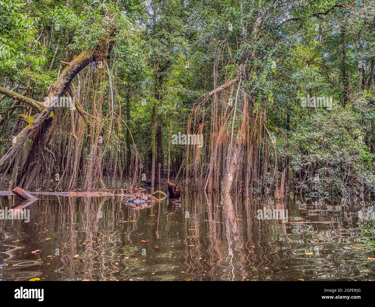 Magic Amazonia. Trees in the water in the rainforest during high water ...