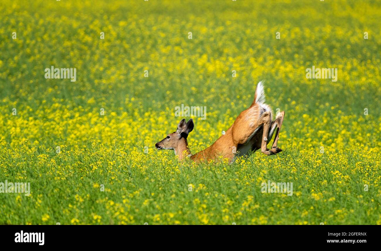 Deer jumping hi-res stock photography and images - Alamy