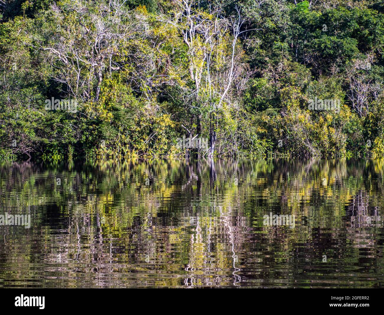 Magic Amazonia. View of the green jungle on the bank of lagoon in the ...