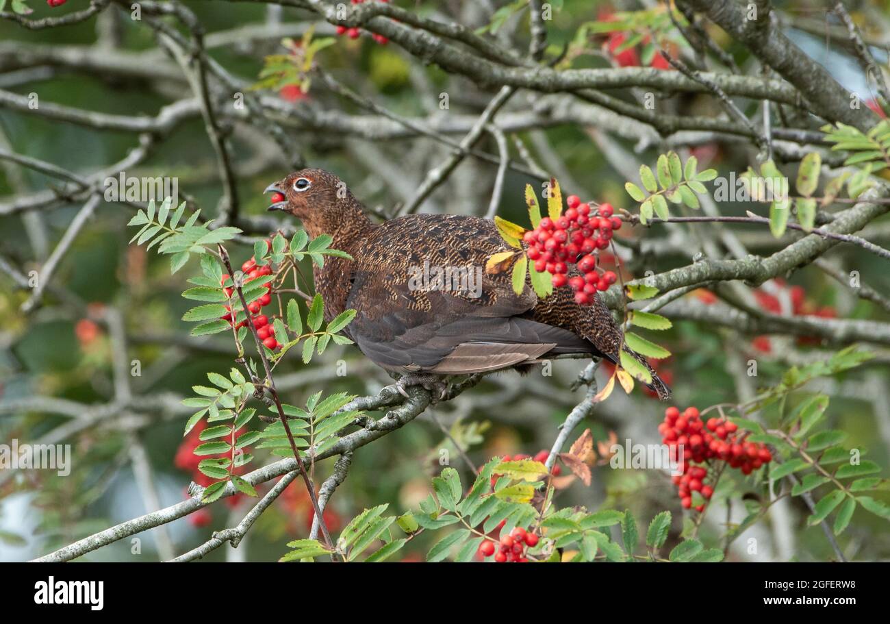 Dunsop Bridge, Clitheroe, Lancashire, UK. 25th Aug, 2021. A Red Grouse ...
