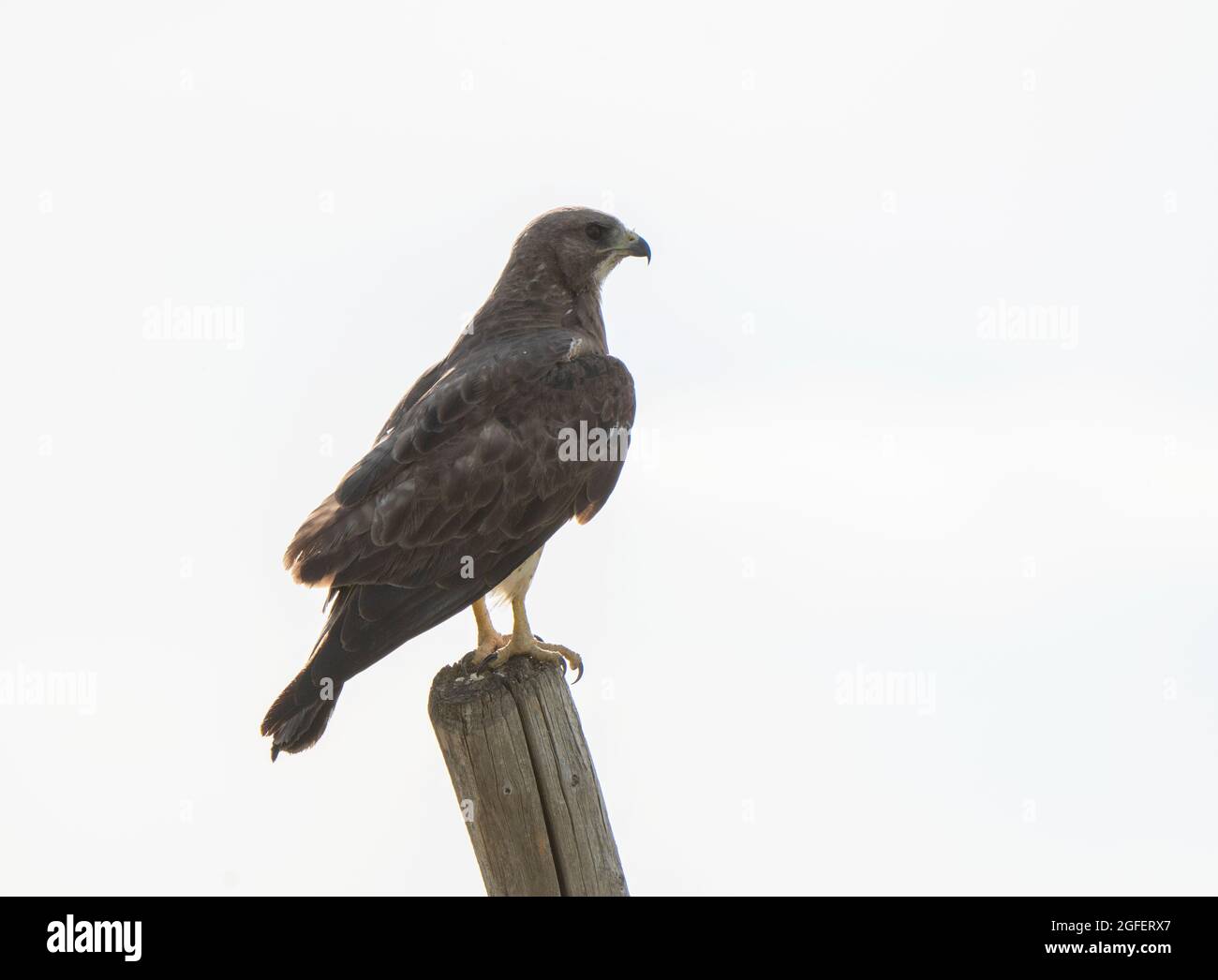 Swainson Hawk Prairie in Saskatchewan Canada Summer Stock Photo - Alamy