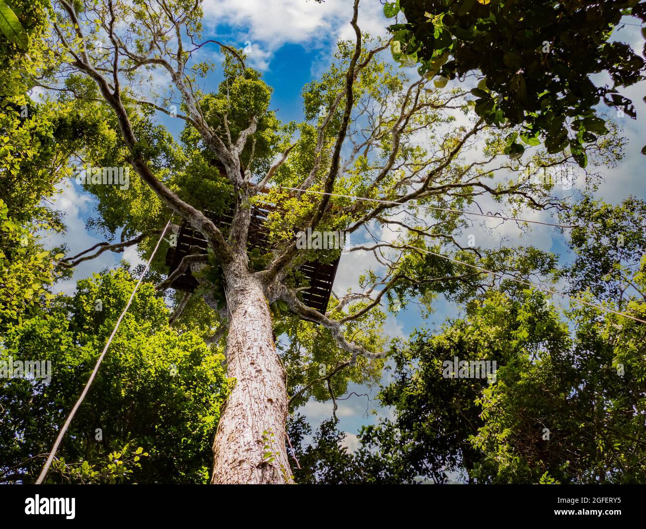 A huge tree in the Amazon rainfores.t The green lungs of the world ...