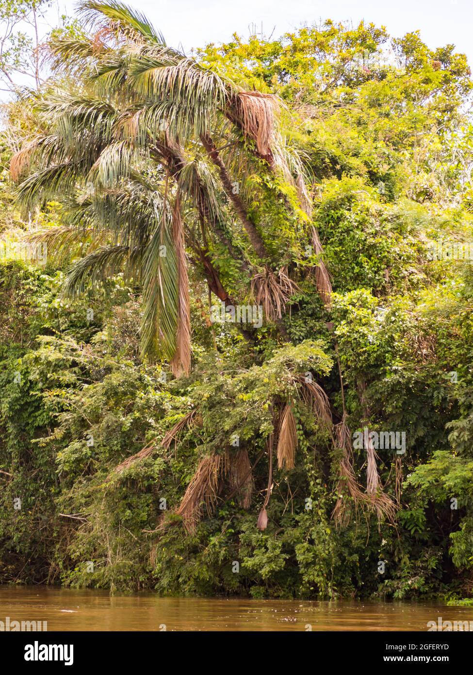 Magic Amazonia. Trees in the water on the bank of the Amazon river ...