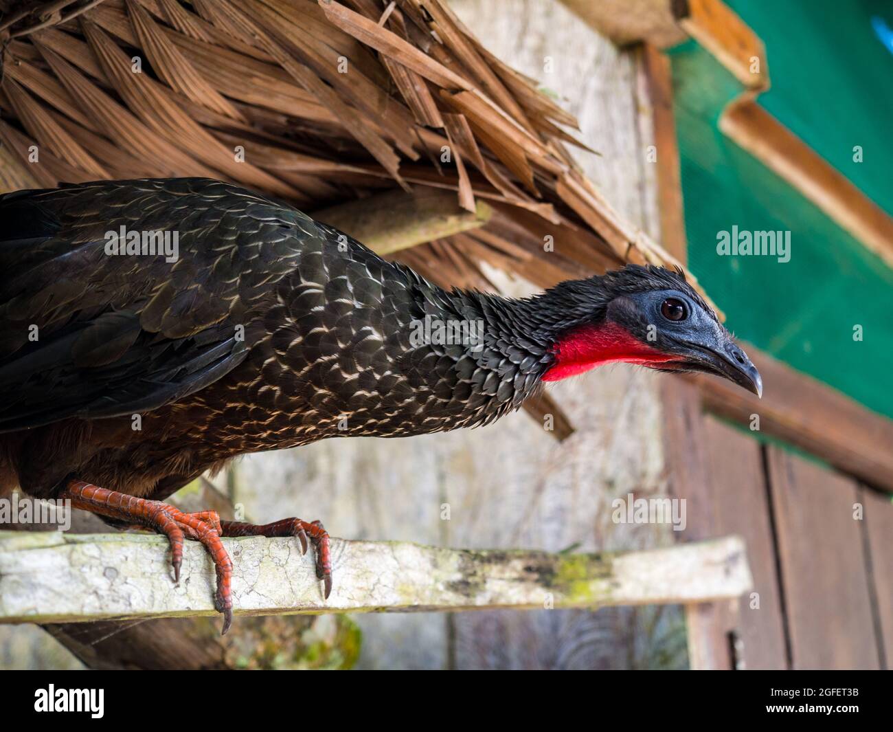 A black bird with a red collar, in Amazon jungle, Brazil, Latin America ...