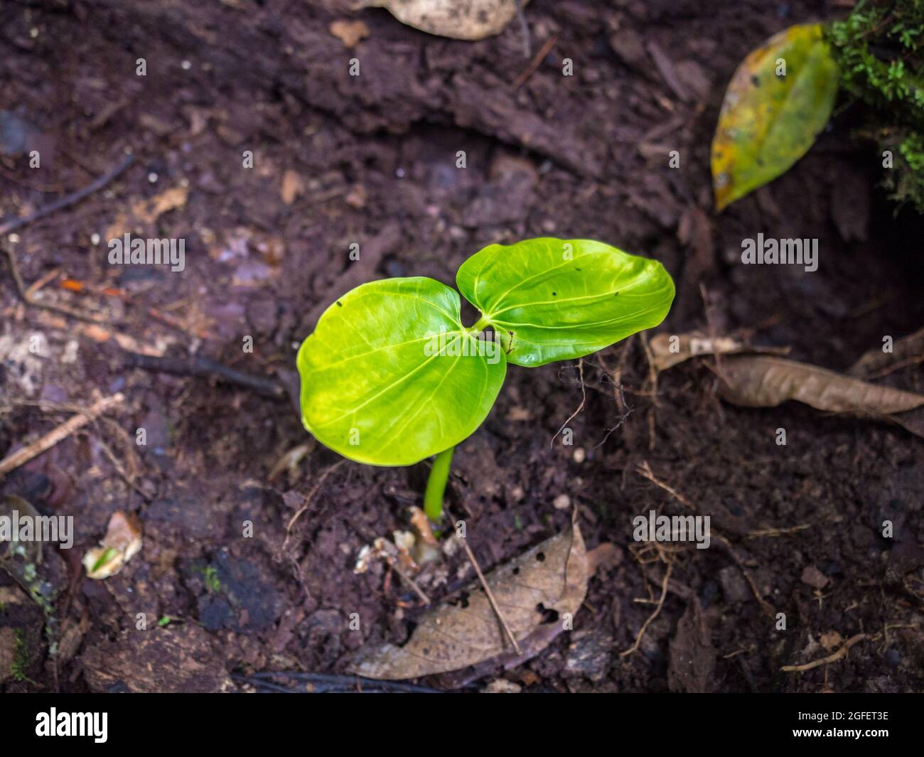 New life in the Amazon forest. Amazonia. Brazil. South America Stock ...