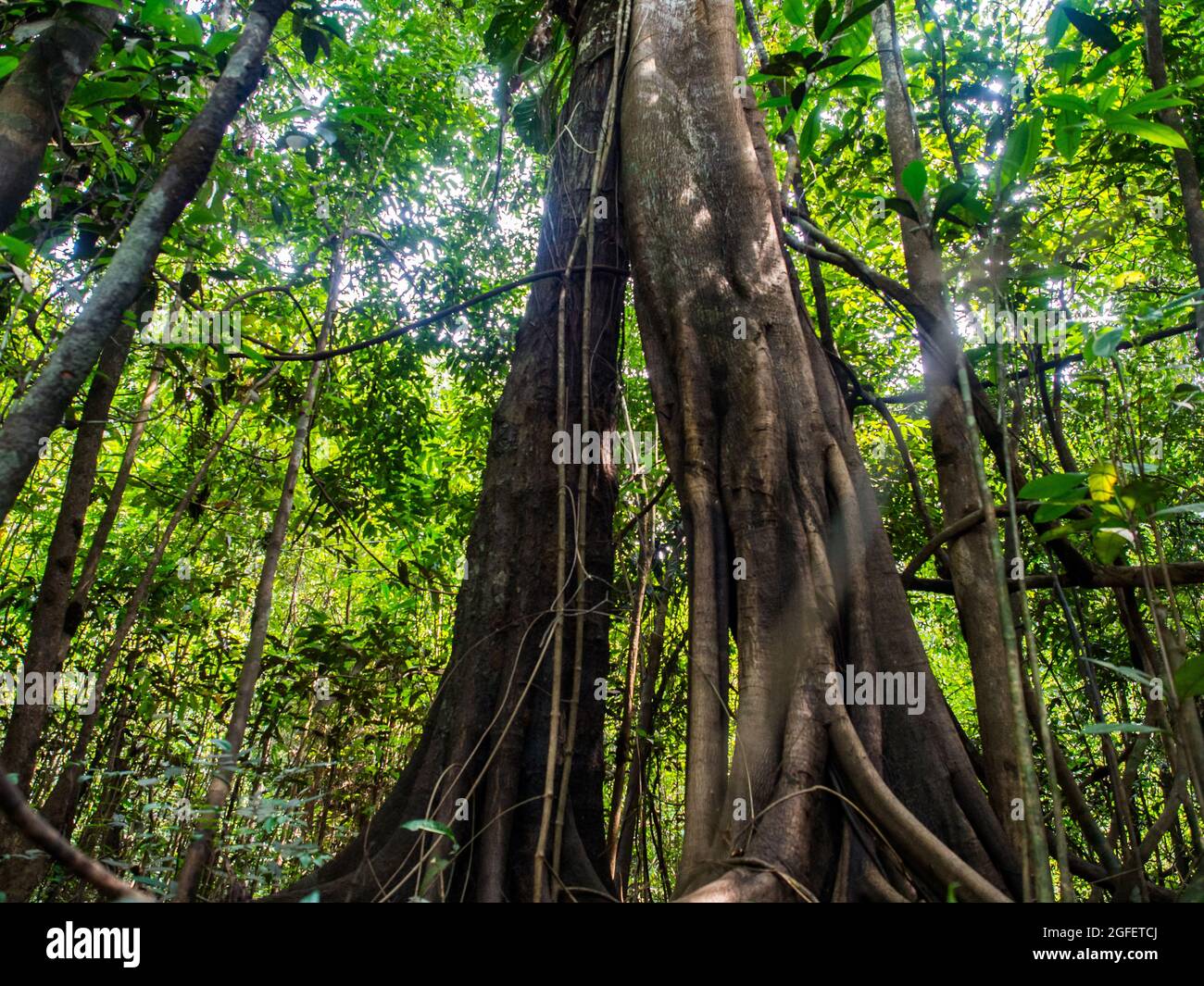 Amazonian jungle - green lungs of the world. Brazil. Peru. Colombia ...