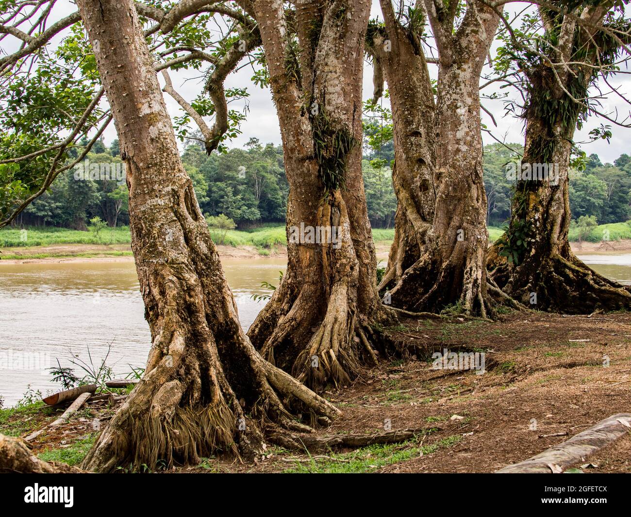 Huge trees on the banks of the Javari River, basin of Amazon River ...