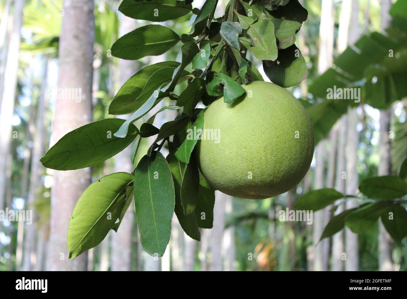 Pomelo tree hi-res stock photography and images - Alamy