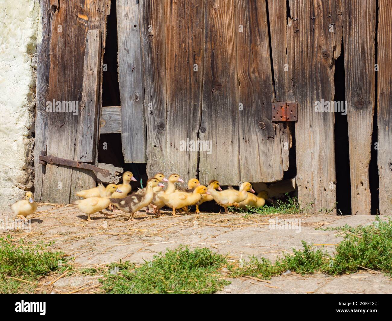 A large duck and a flock of small ducks enter the barn through a hole ...