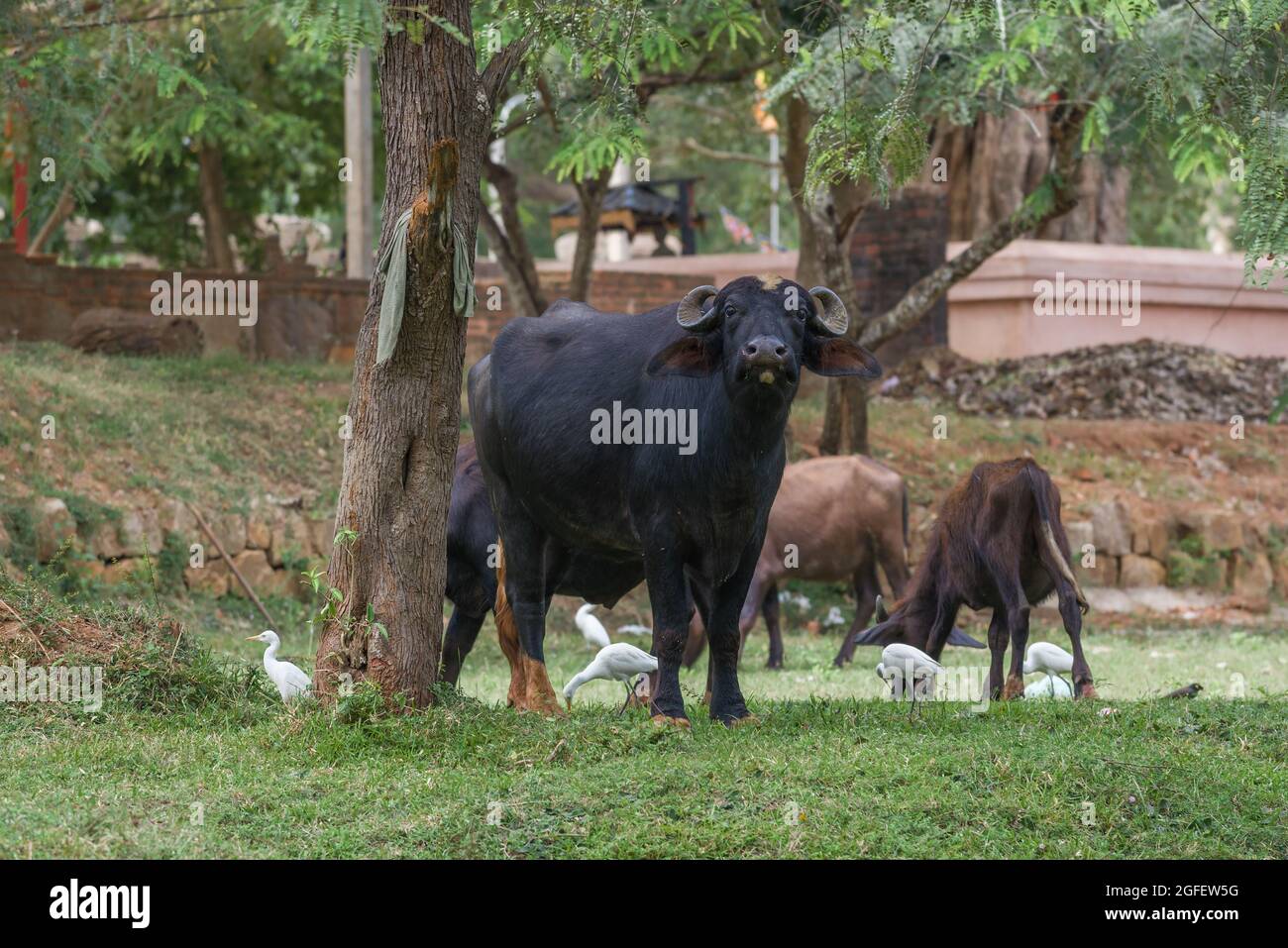 Indian buffalo hi-res stock photography and images - Alamy