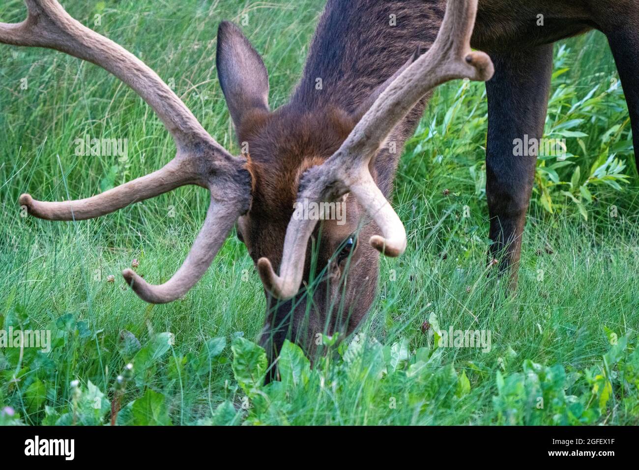 Close Up Elk High Resolution Stock Photography and Images - Alamy