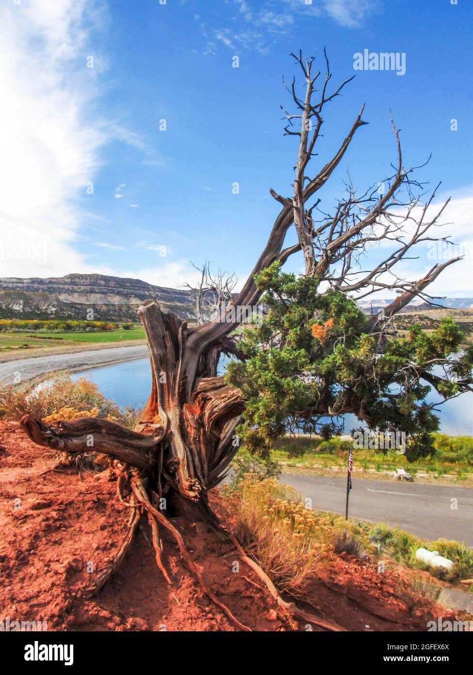 Tree small twisted branches hi-res stock photography and images - Alamy